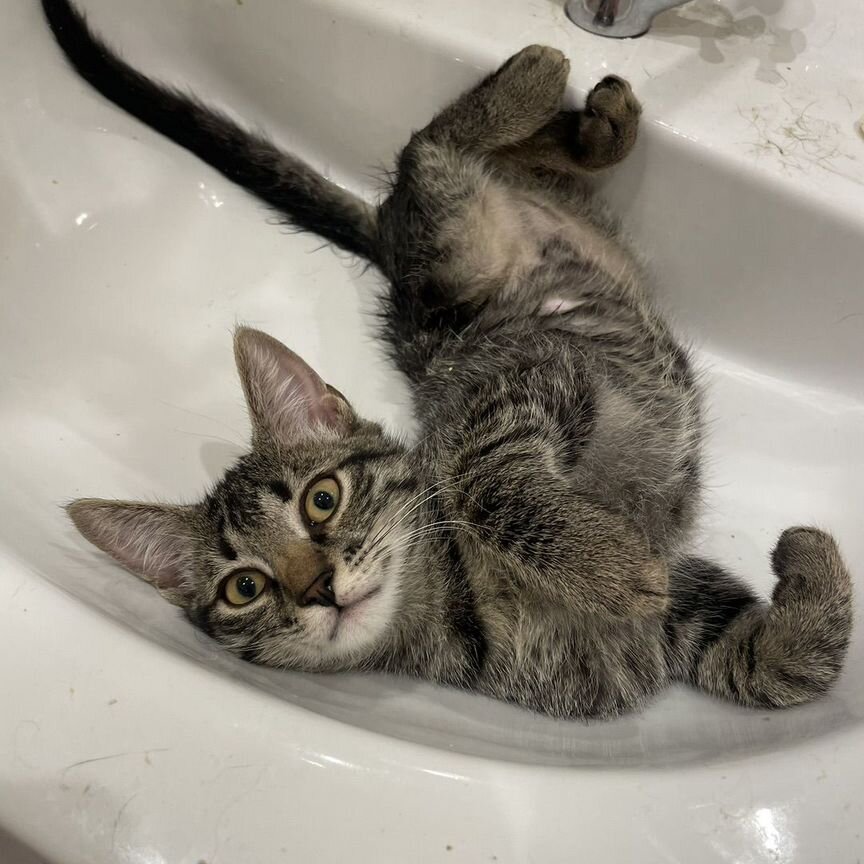 Ласковый игривый котенок в добрые руки