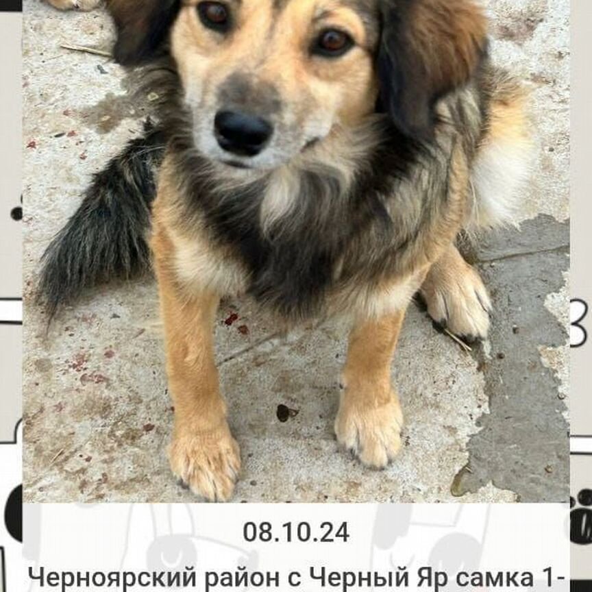 Маленькая хорошенькая собака в добрые руки