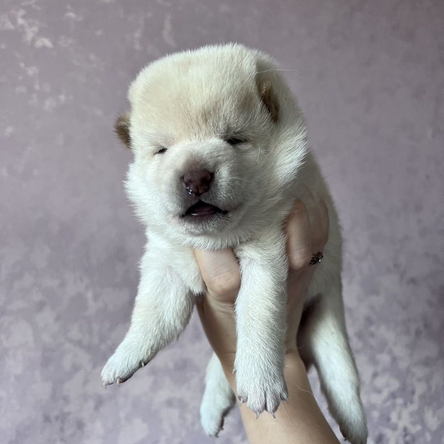 Белве щенки сиба