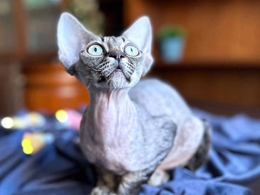 Котята девон-рекс