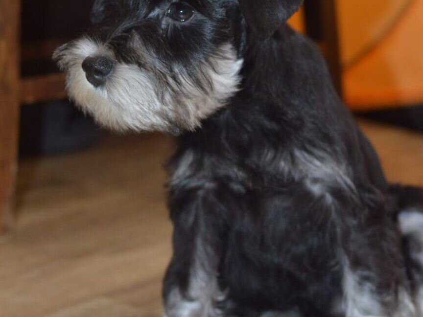 Щенки цвергшнауцера