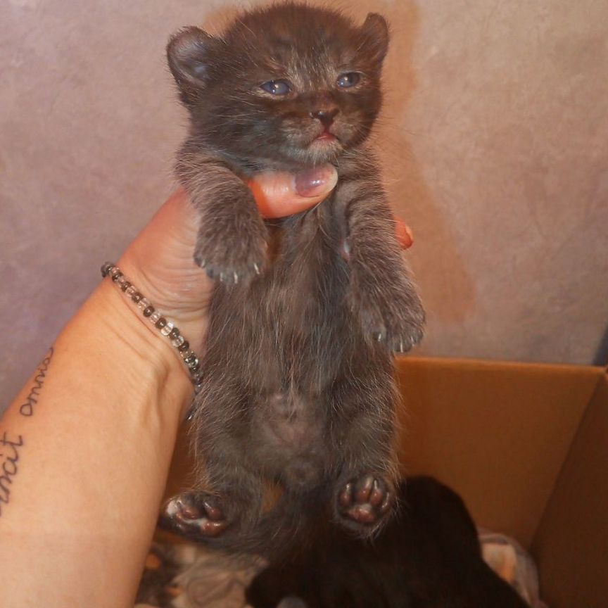 Американский кёрл короткошёрстный котёнок