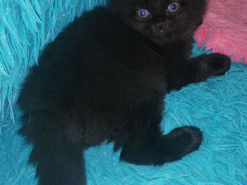 Шотландские котята