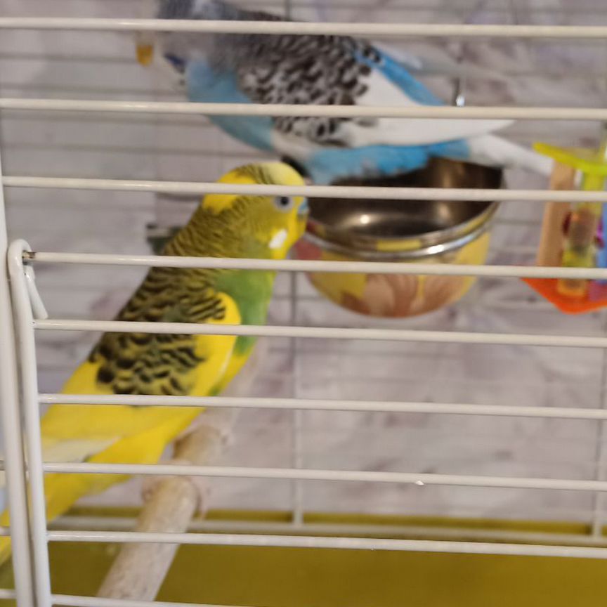 Волнистый попугай