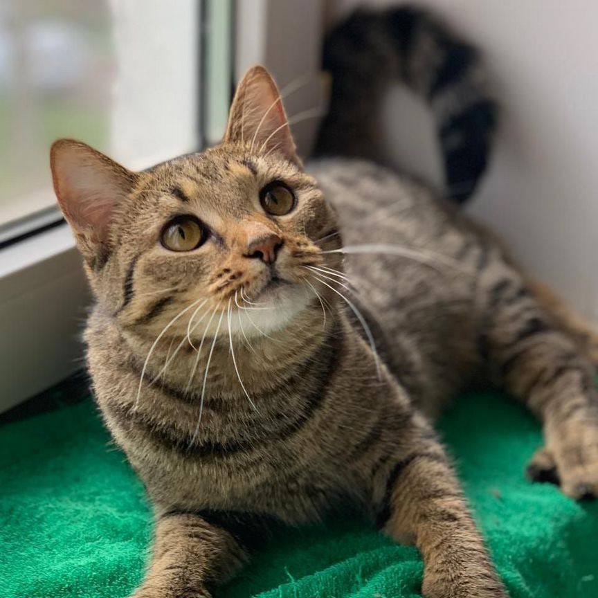 Кошка. Стерилизованная