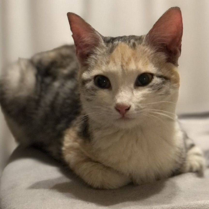 Подобрала котенка