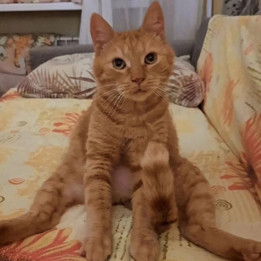 Самый ласковый и нежный котик Апельсинчмк
