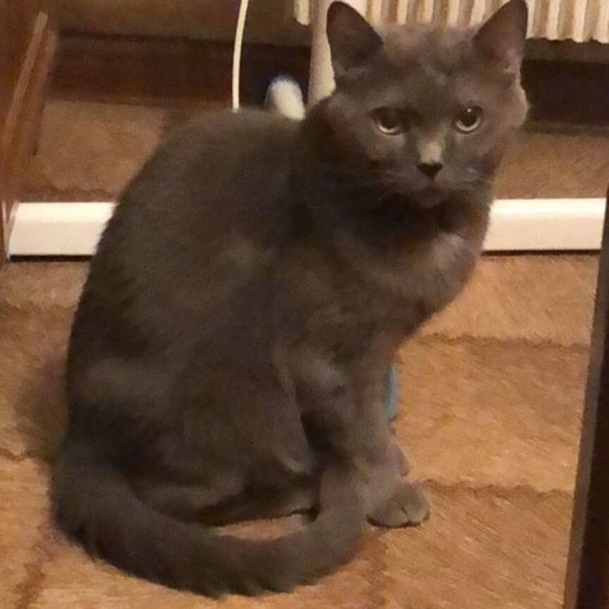 Добрая кошка в добрые руки