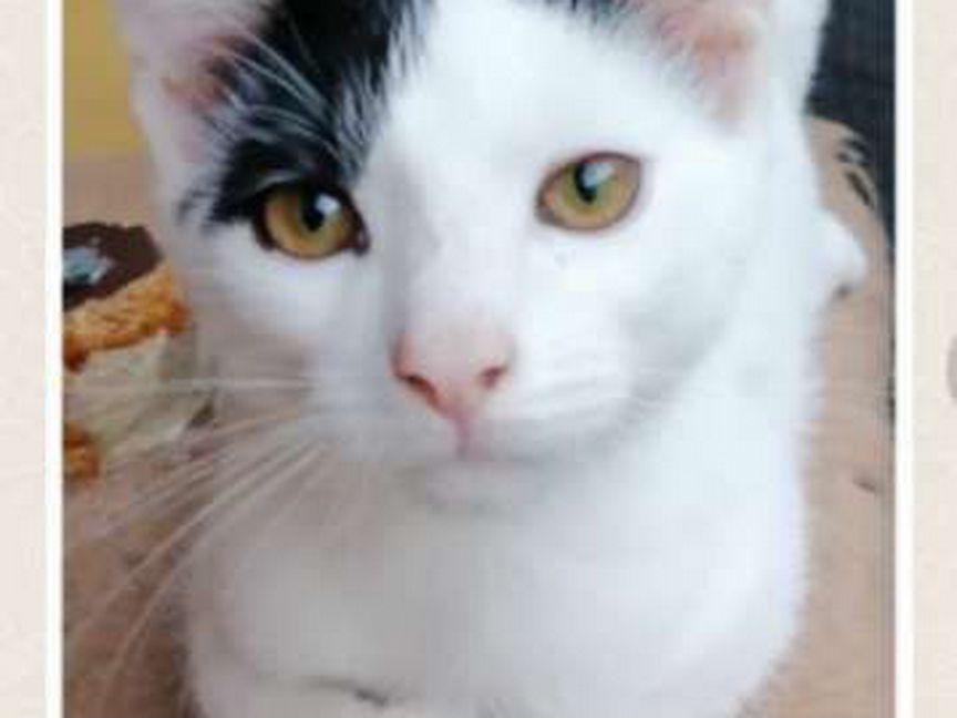 Котенок мальчик 3.5мес. в добрую семью