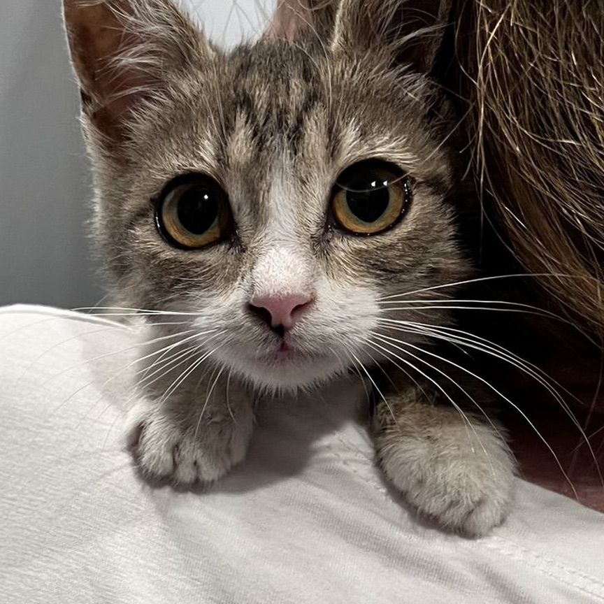 Котенок 1,5 месяца