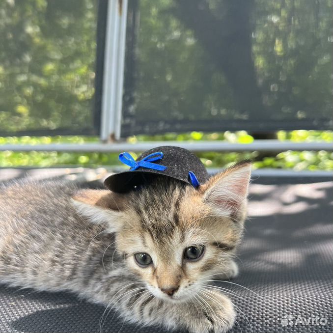 Котенок в шляпке