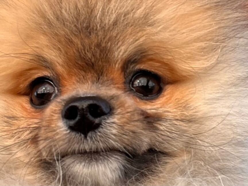 Шпиц малыш Тэдди