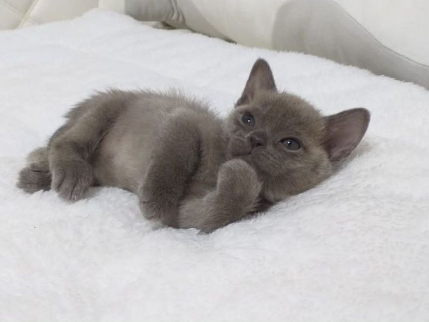 Котятки европейской Бурмы