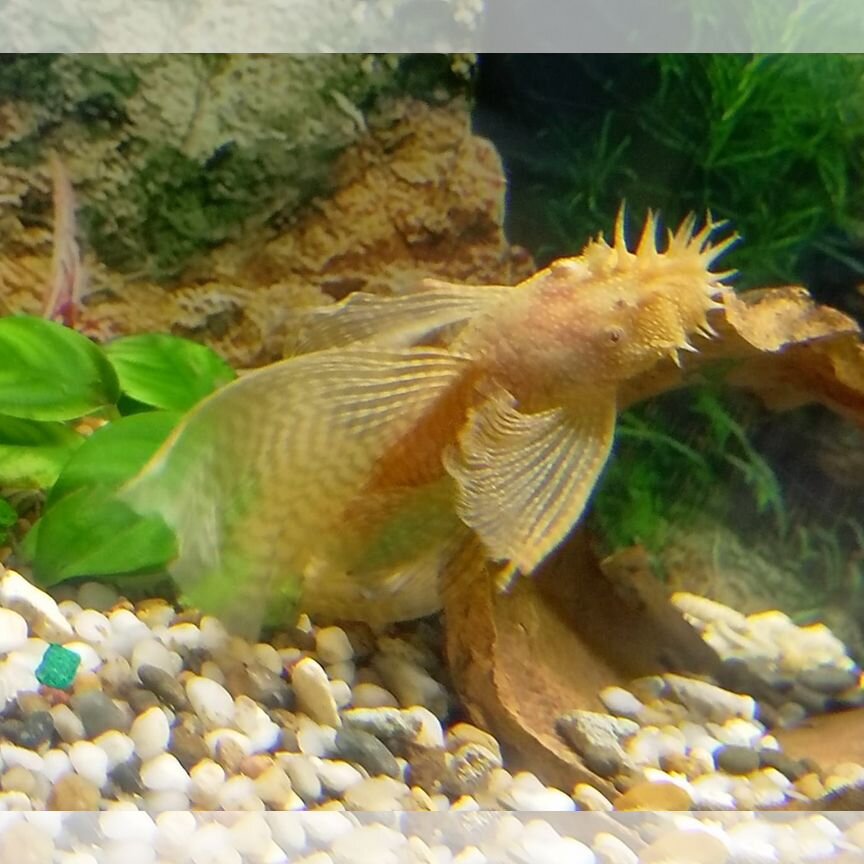 Анциструс вуалевый альбинос