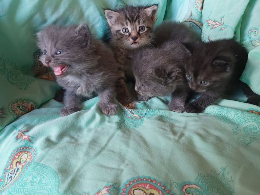 Котята в добрые руки