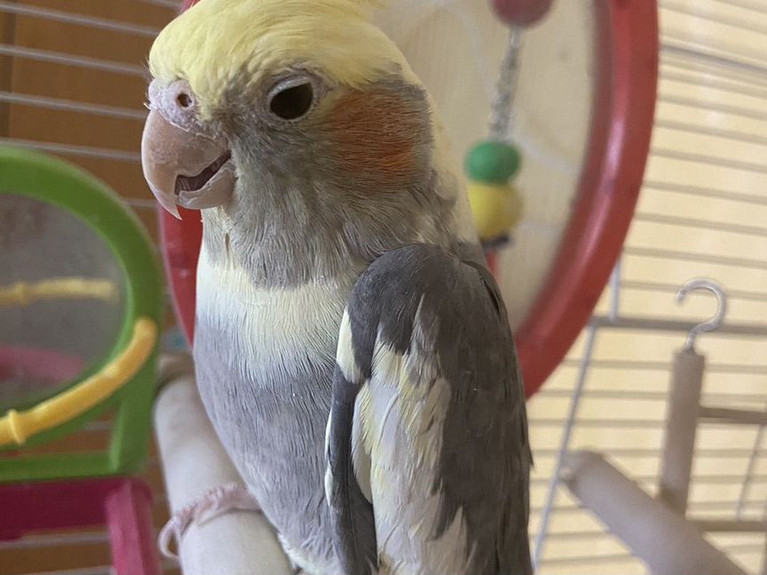 Продам Попугай карелла