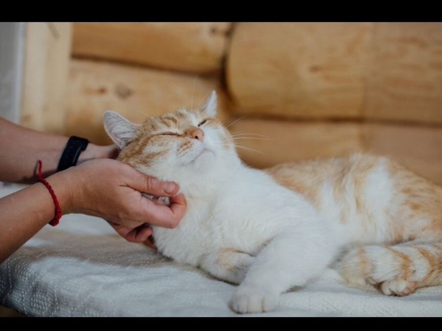 Ласковый и внимательный котик