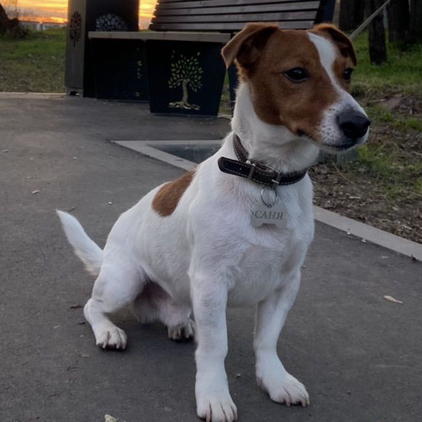 Джек-рассел-терьер, вязка