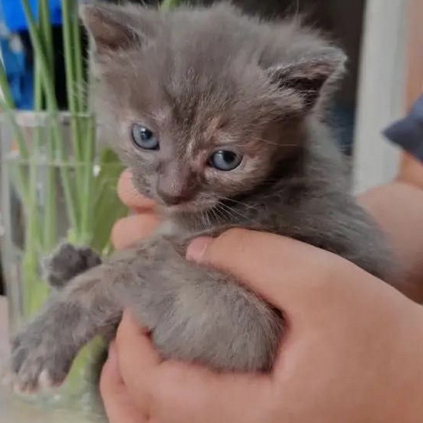 Котёнок в добрые руки