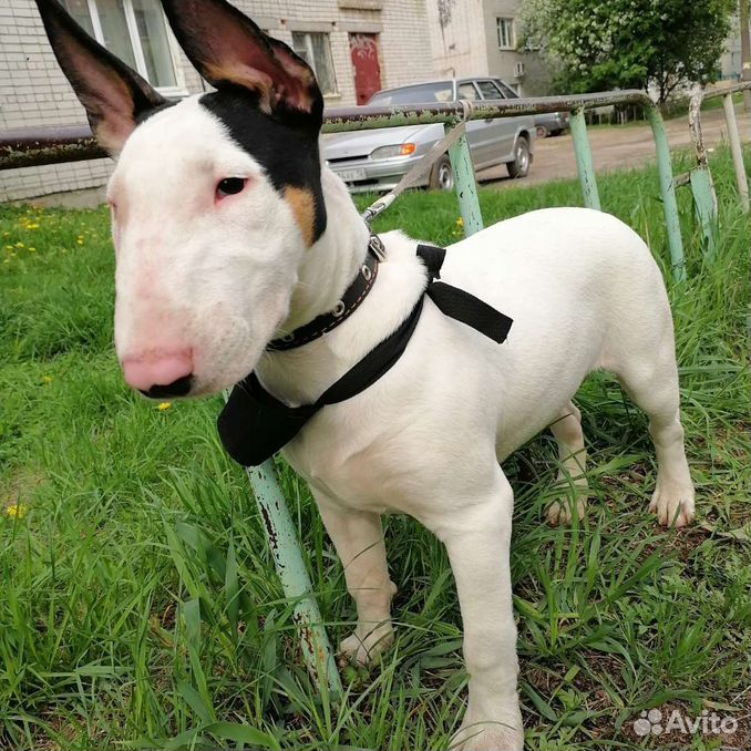 Бультерьер 6 месяцев