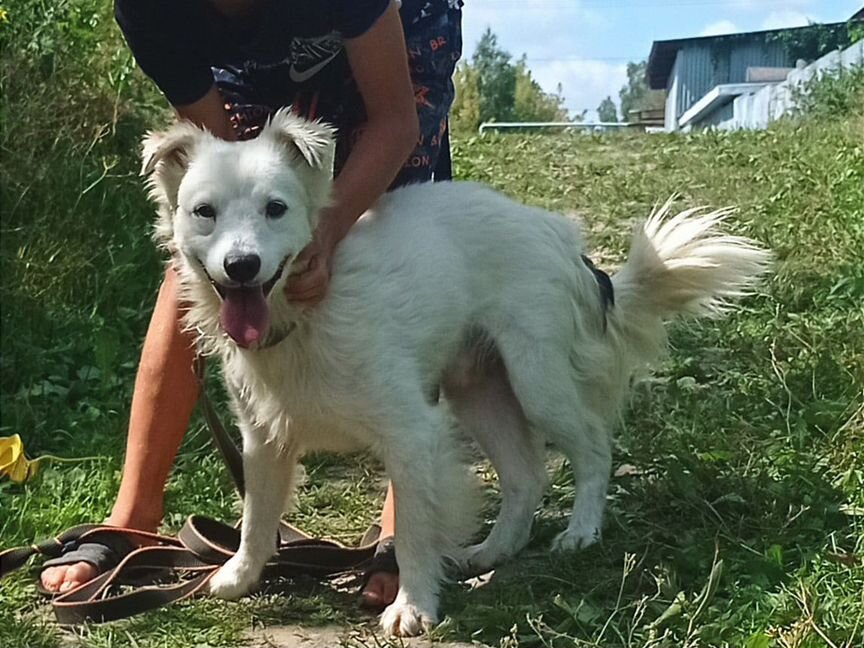 Песик выжил после автотравмы,сейчас ищет семью