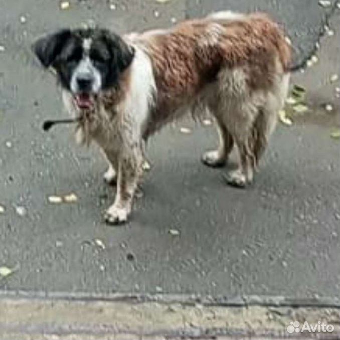 Надена Московская сторожевая