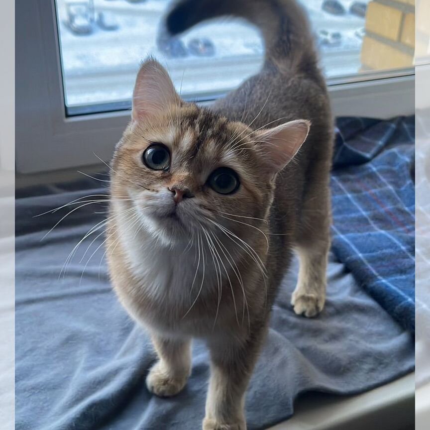 Шотландская прямоухая короткошёрстная, взрослая кошка