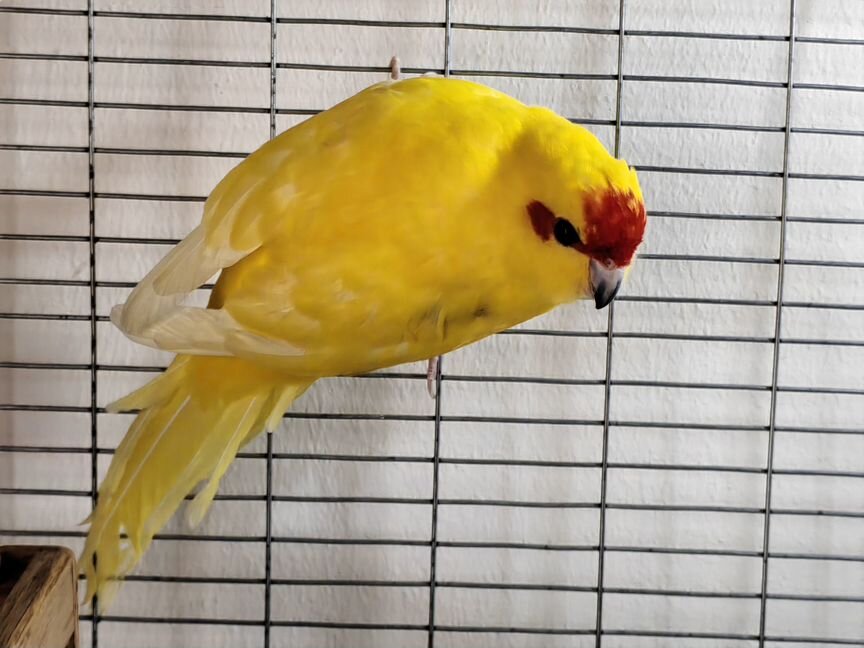 Попугай Какарик, девочка, 2 года. Клетка и мелочи