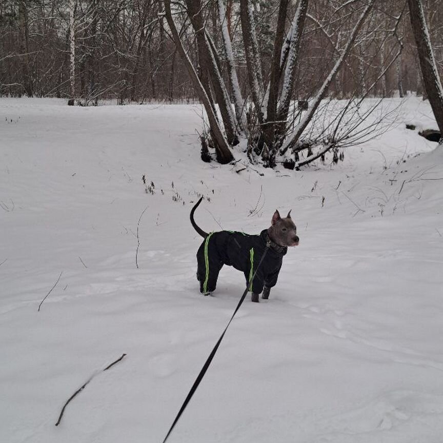 Друг для прогулки совместной