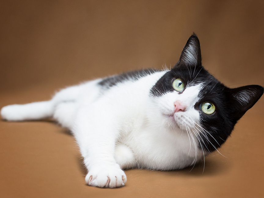 Трехлапочка Мурена в добрые руки