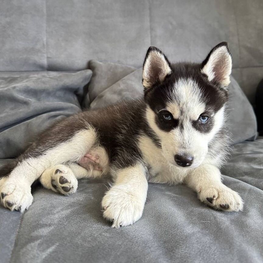 Сибирский хаски, щенок