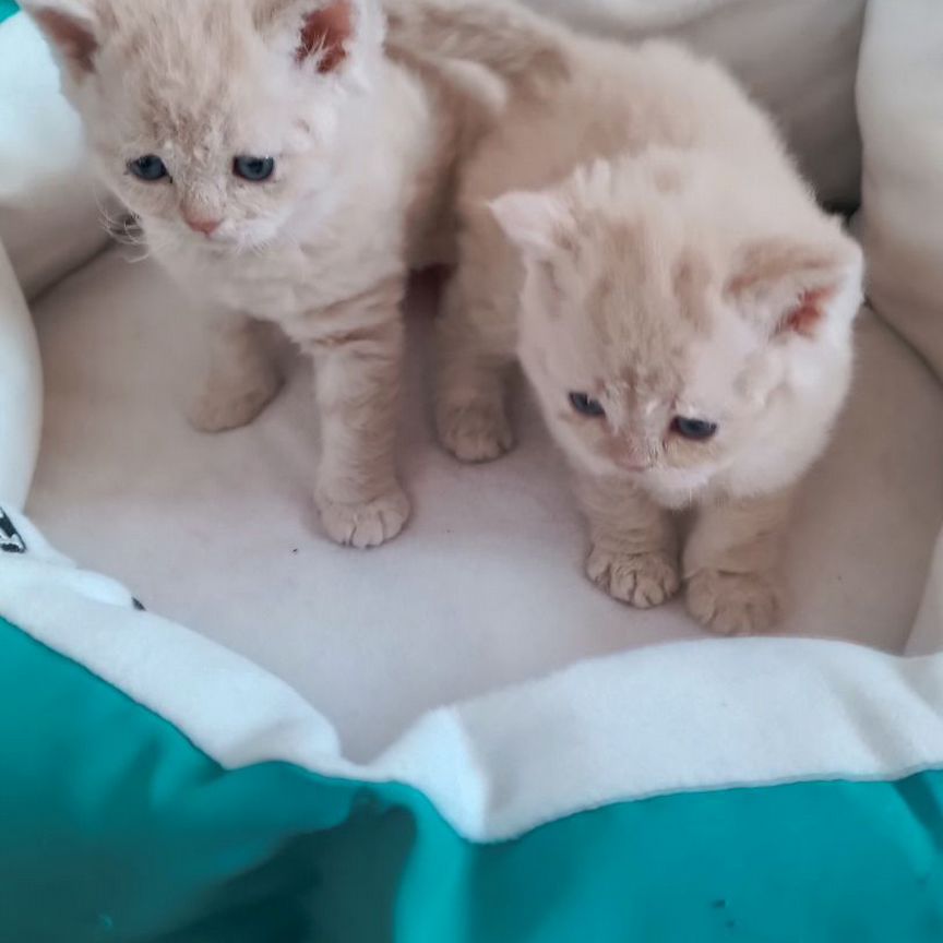 Котята селкирк рекс