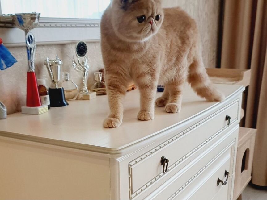 Экзотический котик -Кремовый