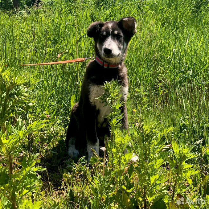 Щенок мальчик Барон 4,5 мес ищет дом