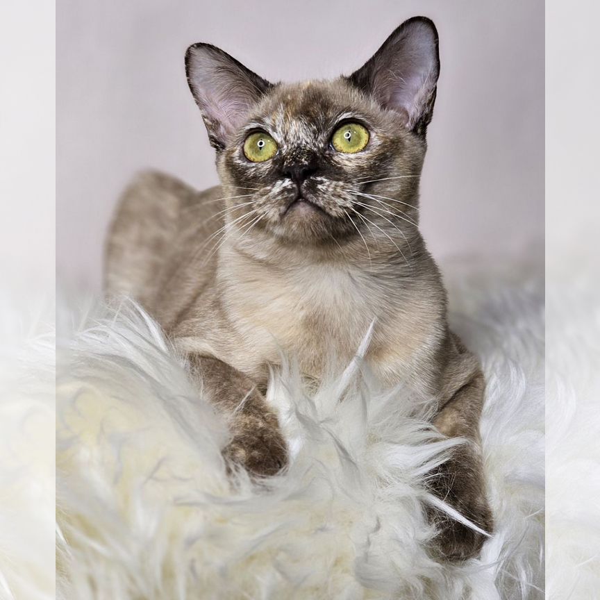 Европейский бурманский котёнок