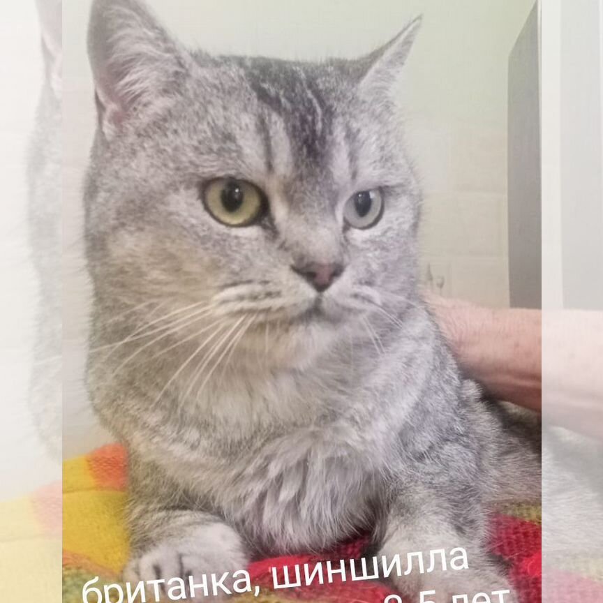 Кошка британка 3 года