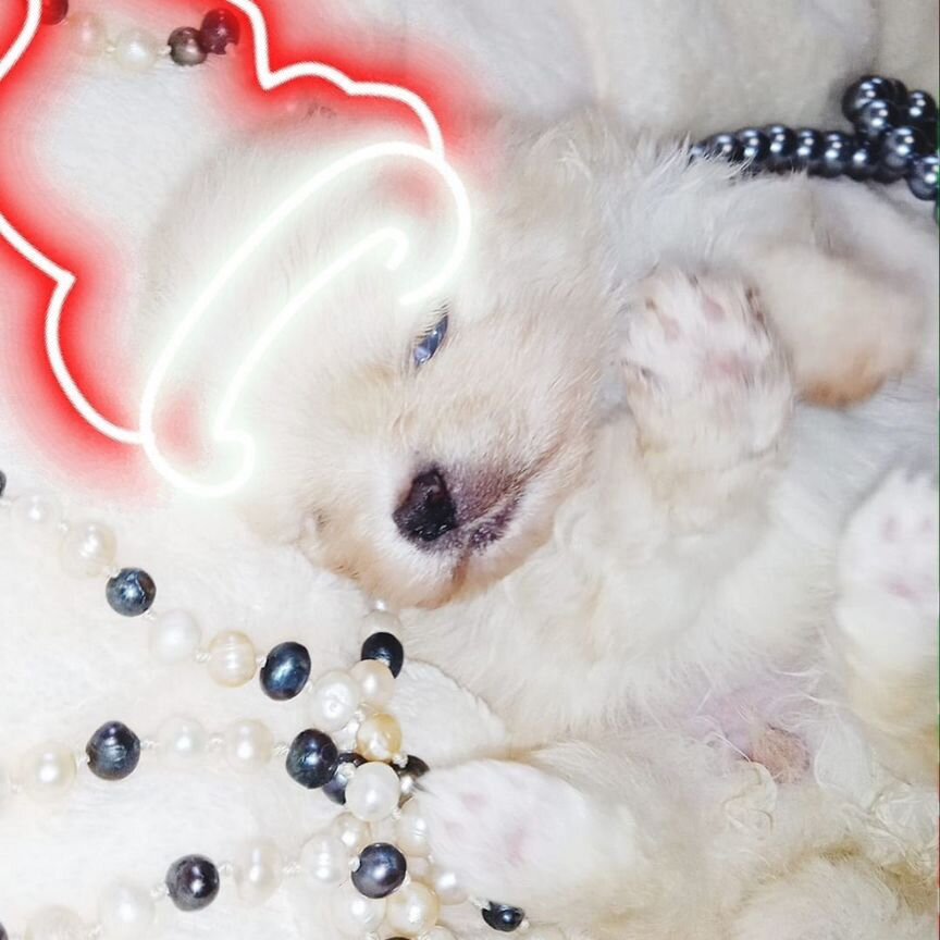 Померанский шпиц, щенок