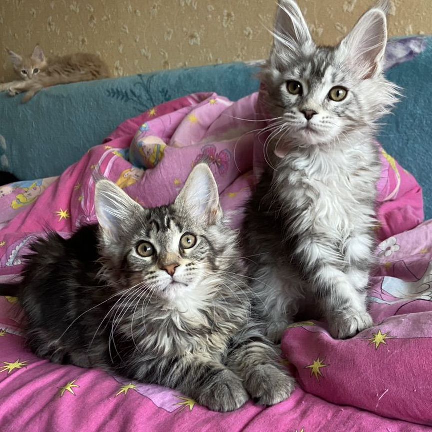 Мейн-кун котёнок