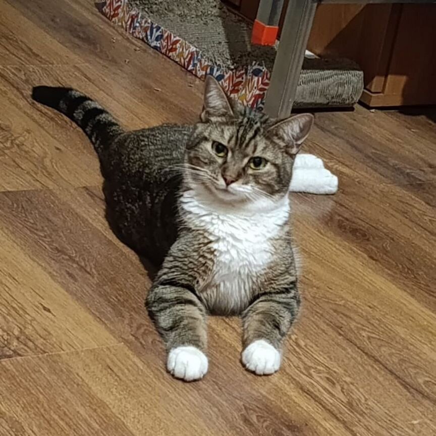 Котик Шумахер в добрые руки