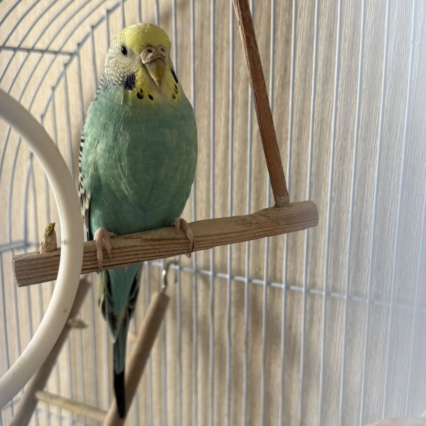 Волнистый попугай самка 1,5 года