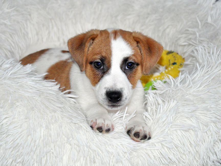 Мальчик Джек Рассела гладкошерстный