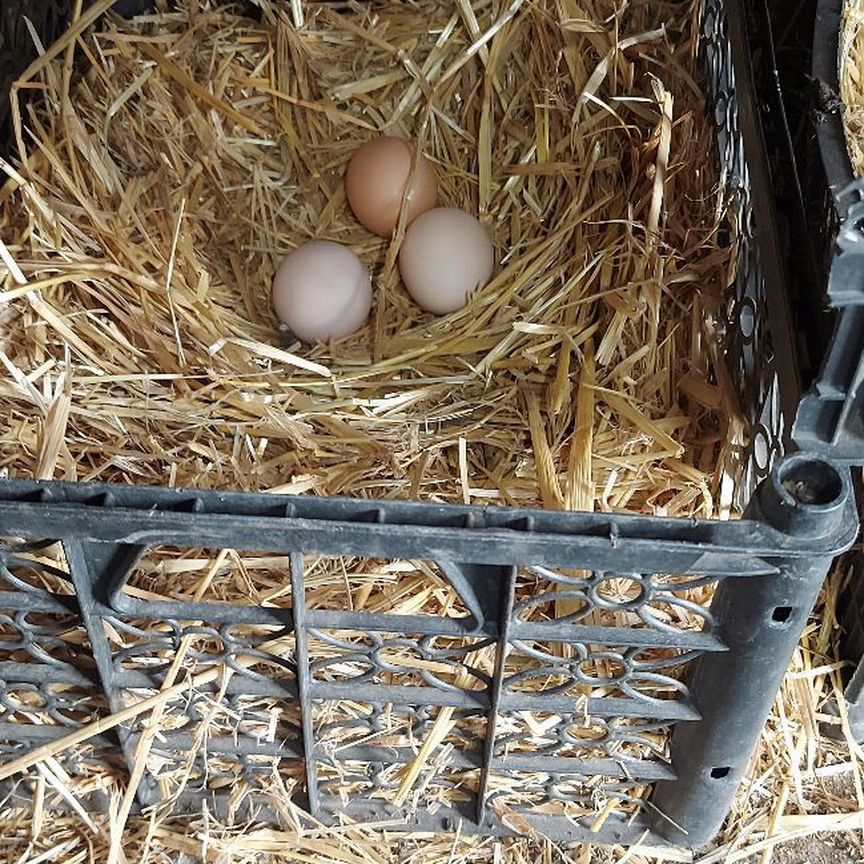 Яйца для инкубатора