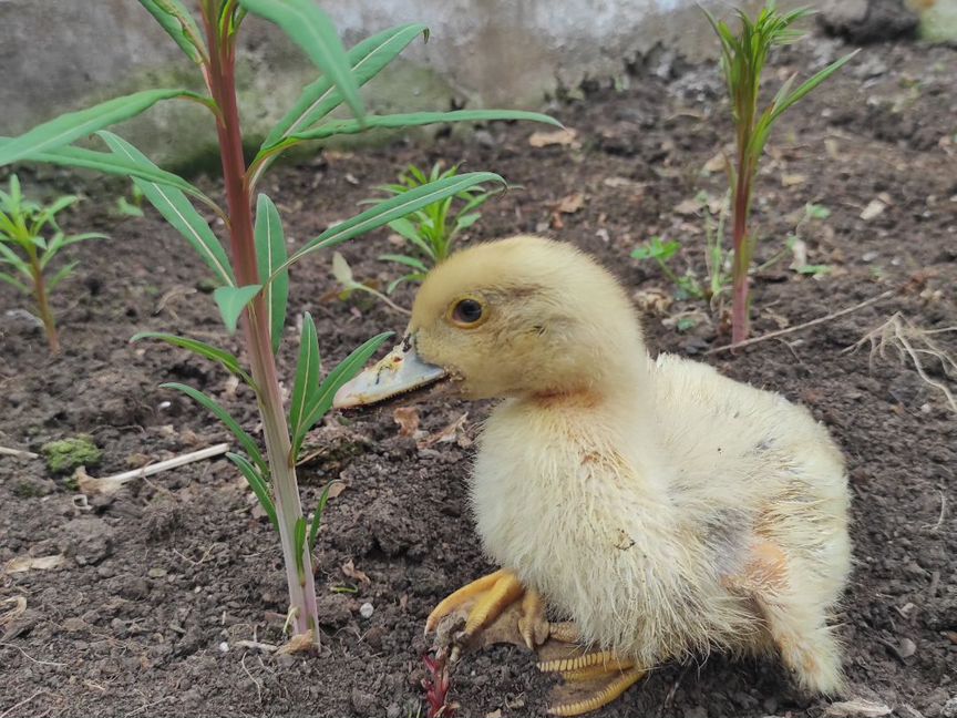 Мускусная утка, утёнок