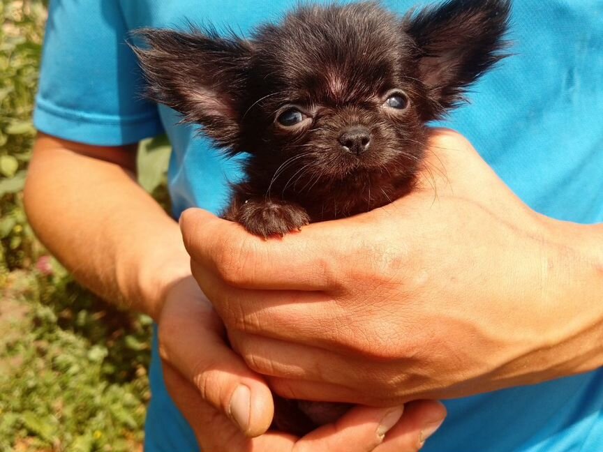 Чихуахуа микро девочка