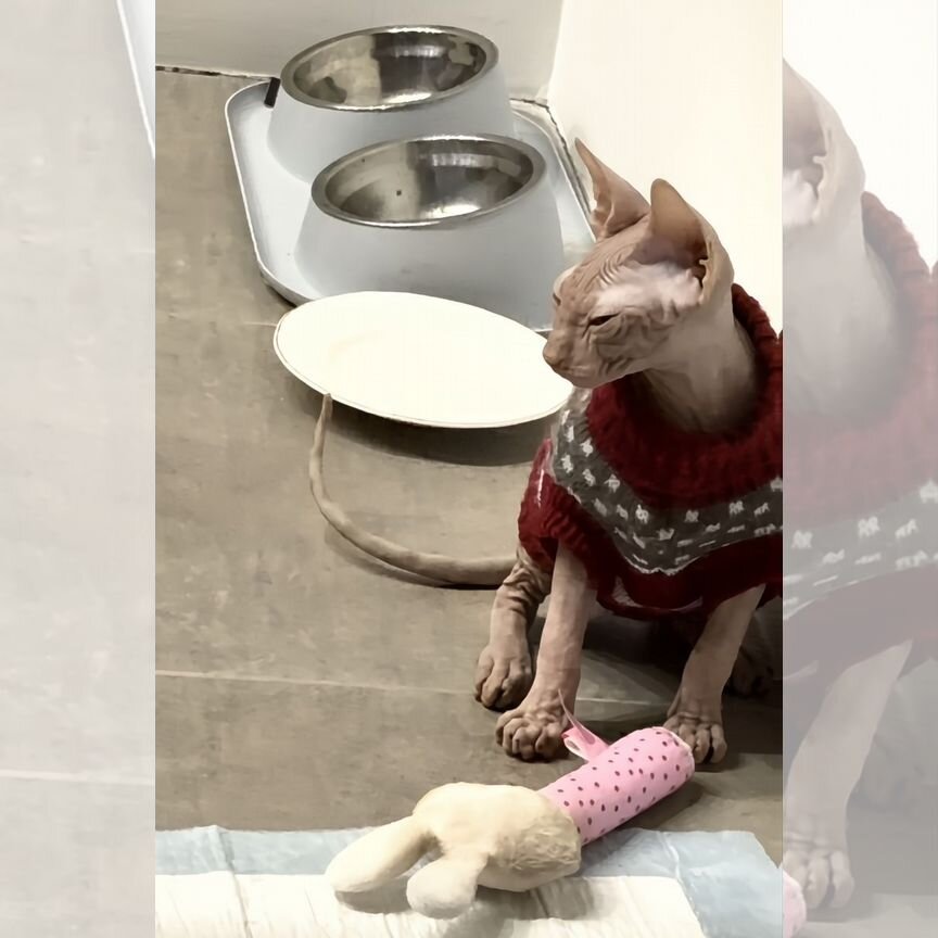 Канадский сфинкс котёнок