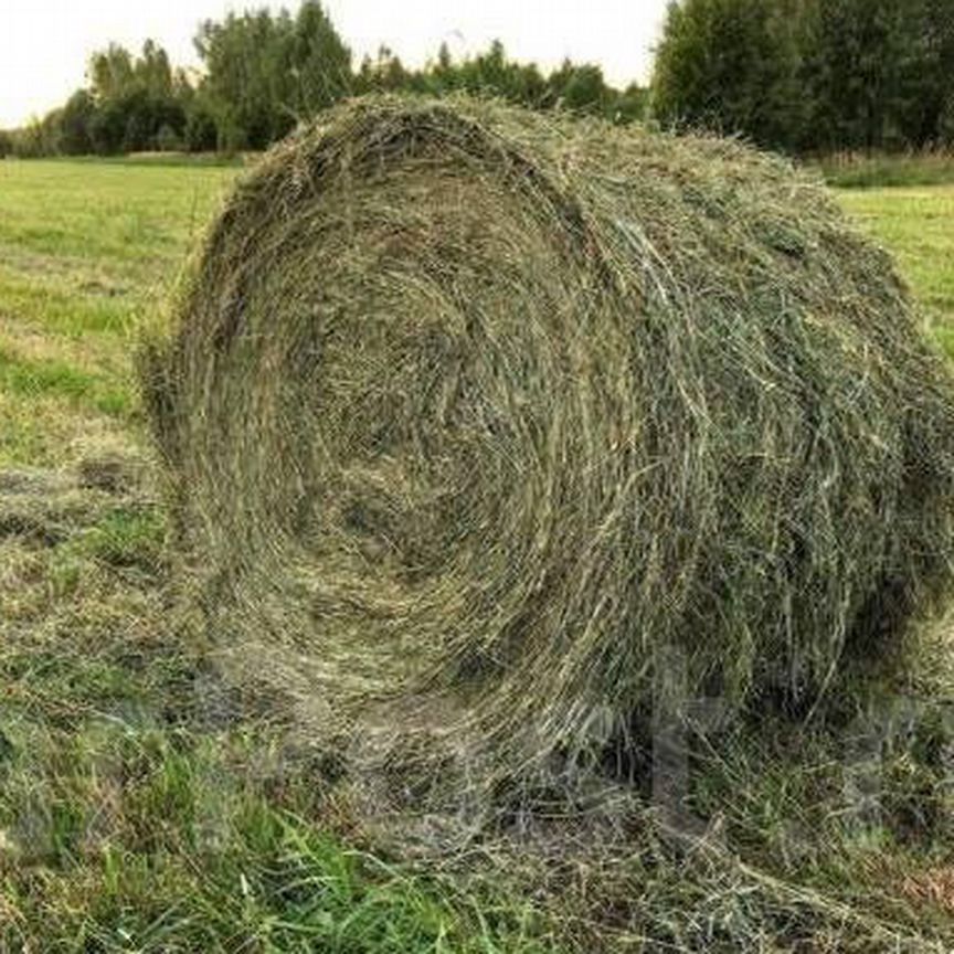 Сено в рулонах с доставкой