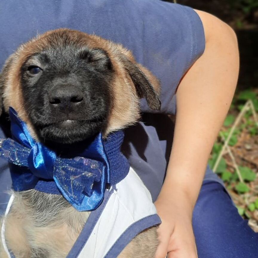 Щенок мальчик в добрые руки