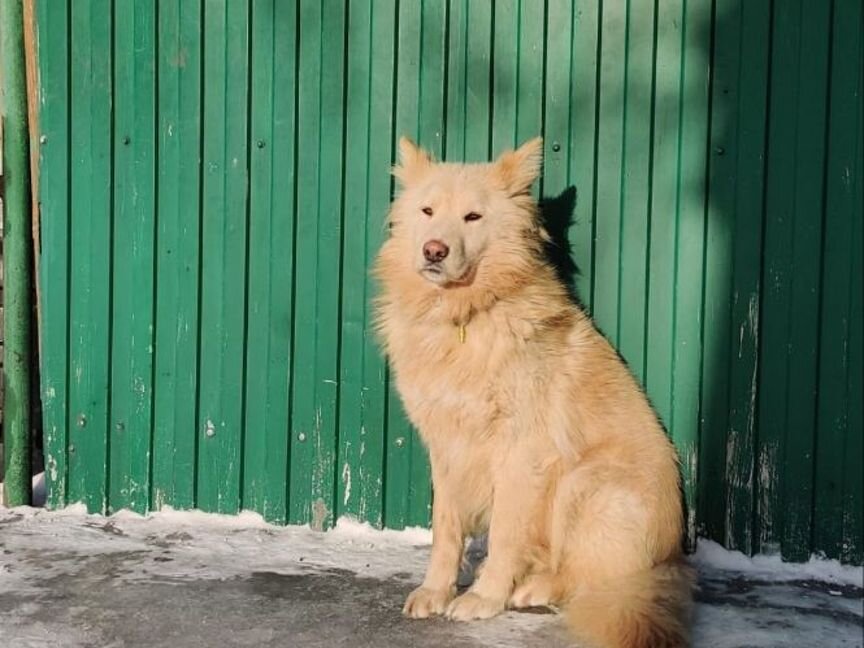 Потеряна собака