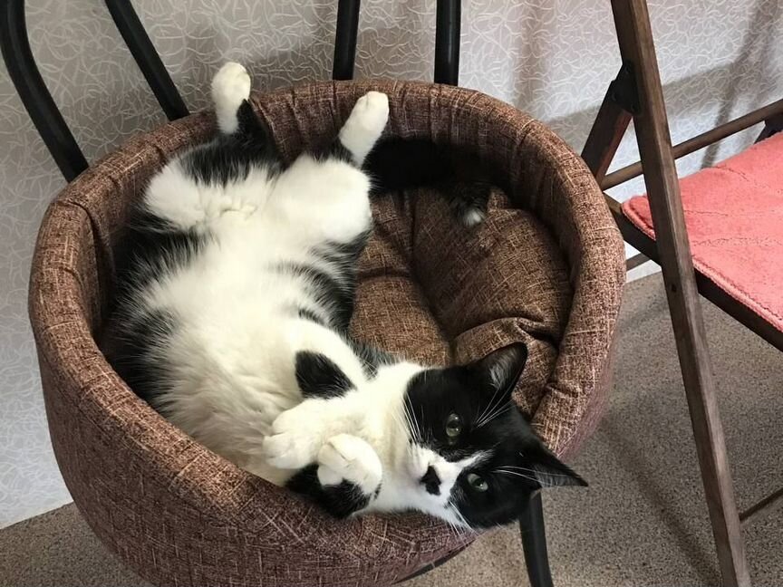 Кот ищет семью