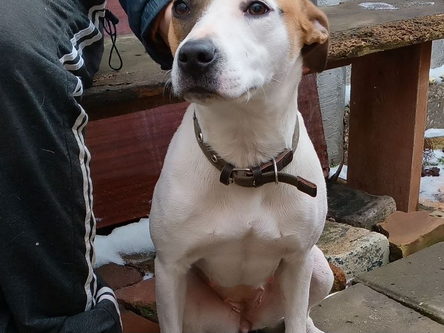 Собака щенок в добрые руки